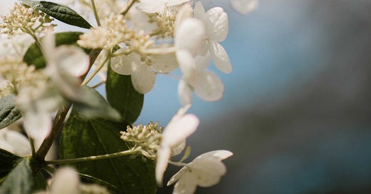 COFFEE + CRUMBS | Substack