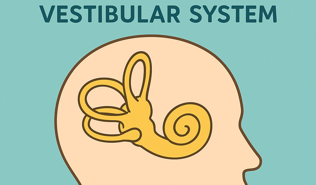 The Vestibular System - by Karen Richards