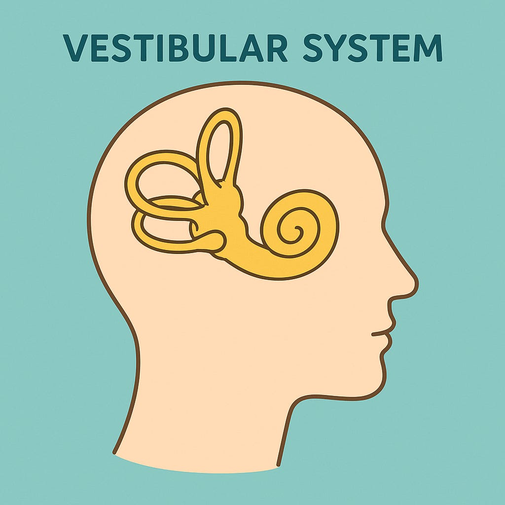 The Vestibular System - by Karen Richards
