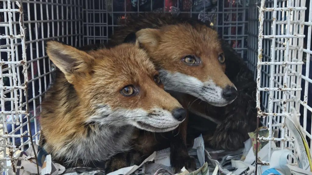 Rescuers save foxes trapped by wildlife killer