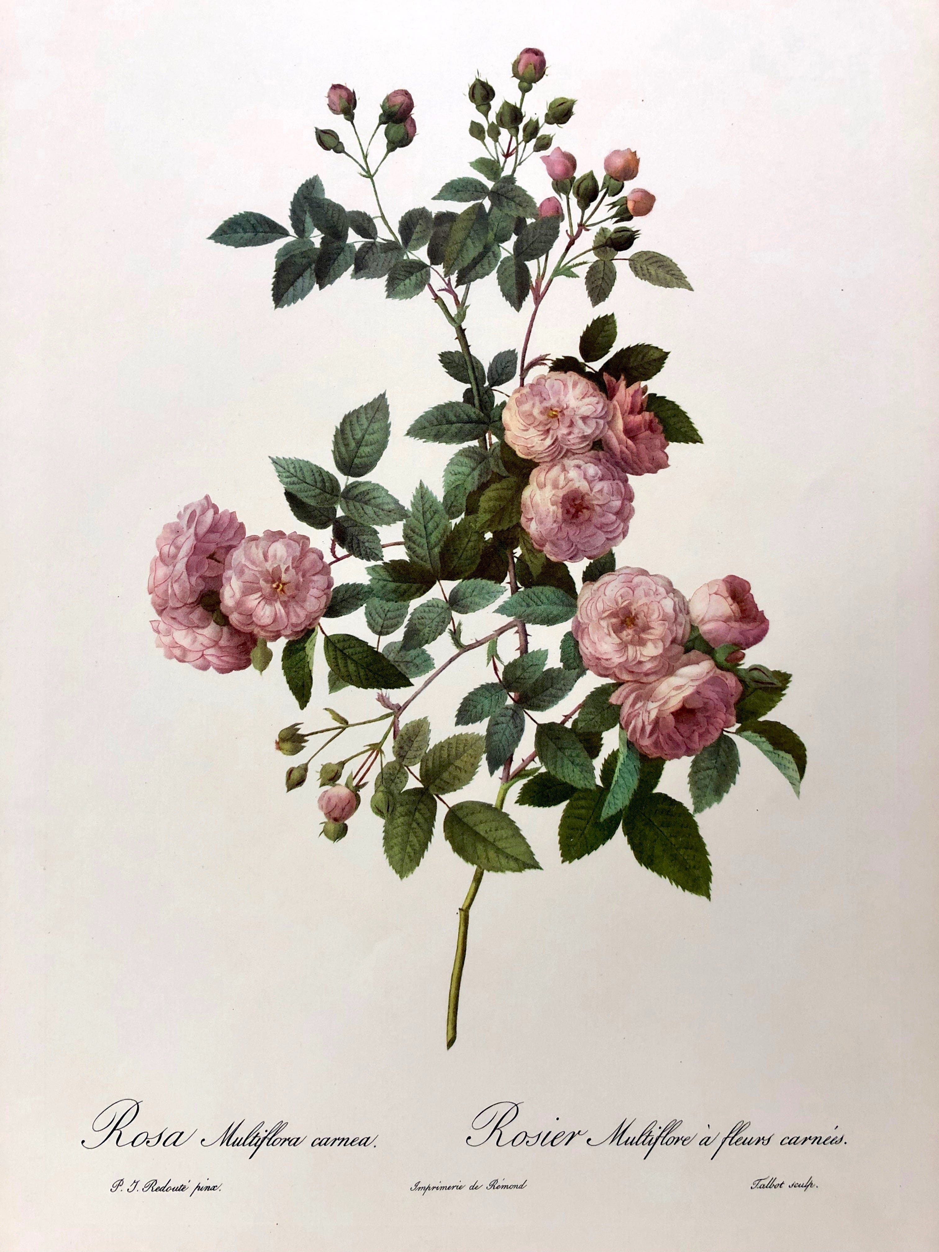 The Forgotten Empress: How Joséphine Bonaparte’s Rose Obsession Shaped ...