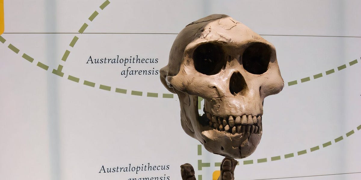 difference between australopithecus and australopithecines