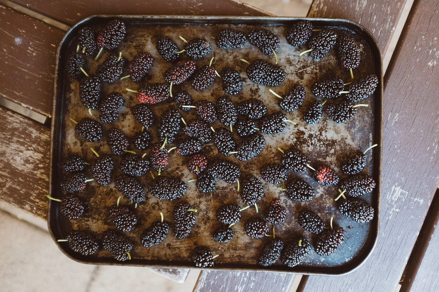mulberry tree fruit drying