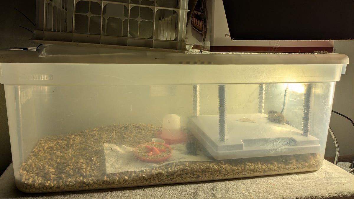 How to Build A Quail Brooder - by Hannah