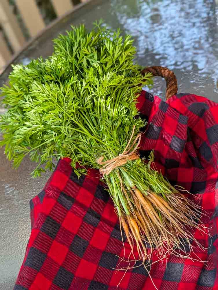 carrot leaves benefits