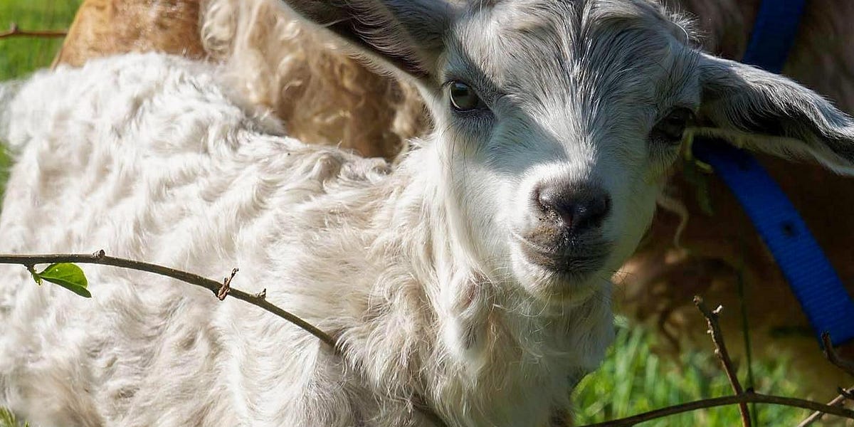 Should you Raise Goats? Our Story with Pygora Goats