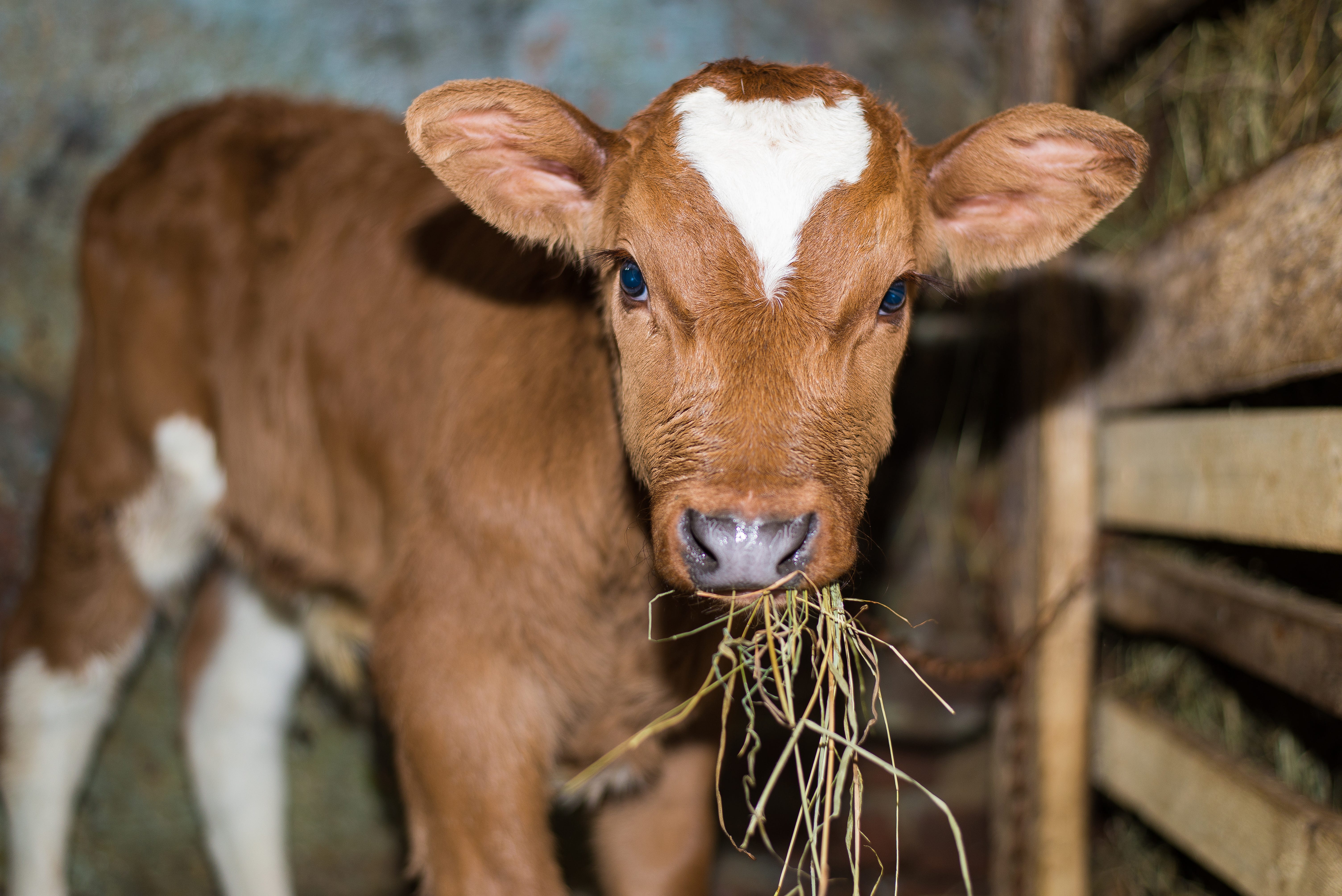 Cows and Cancer - by Stacy Wentworth, M.D. - Cancer Culture