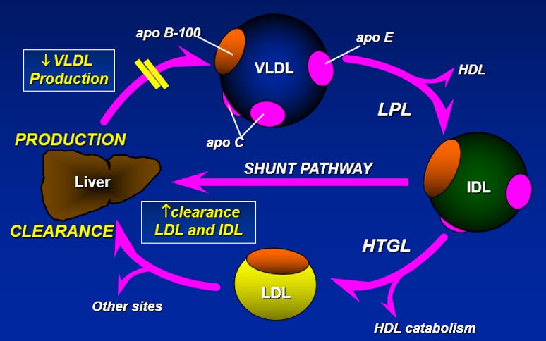 Part II: Hypercholesterolemia - Causes and Treatment, Explained
