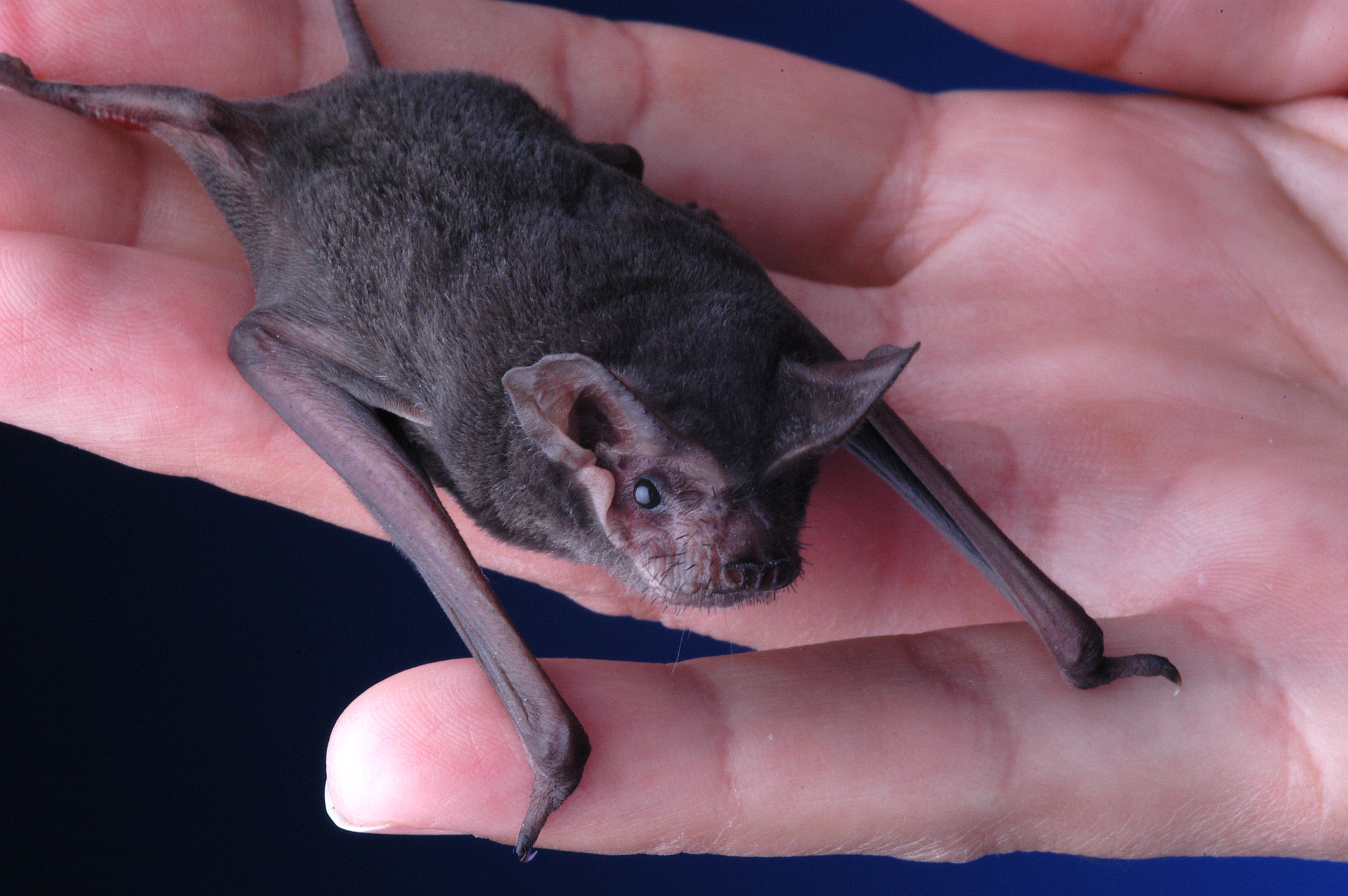 The Secret Lives of Bats: Nature’s Insect Controllers and Silent ...