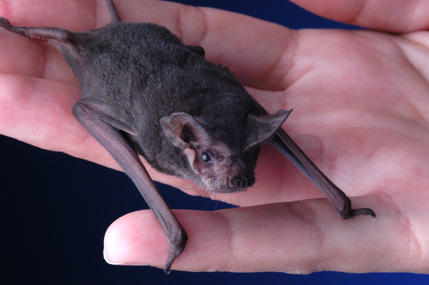 The Secret Lives of Bats: Nature’s Insect Controllers and Silent ...