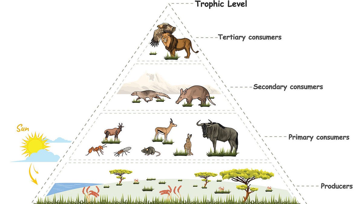 trophic level examples