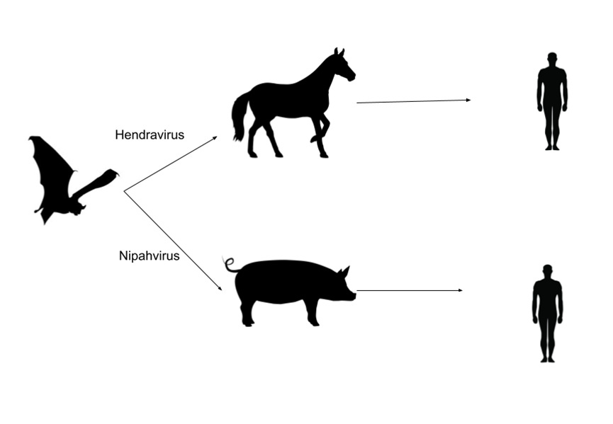 Bats: the pathologization of a pathogen-carrier