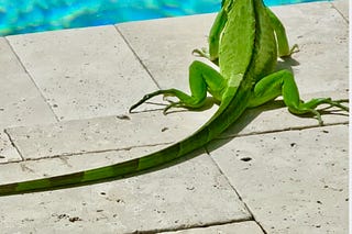 Dave Barry’s Substack | Substack