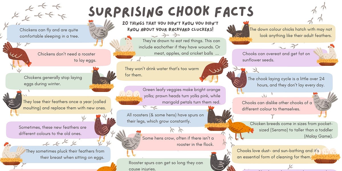 Surprising facts about chooks - by Fiona