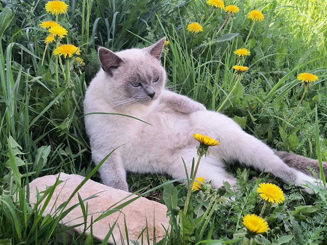 There are many villages, but this one is mine