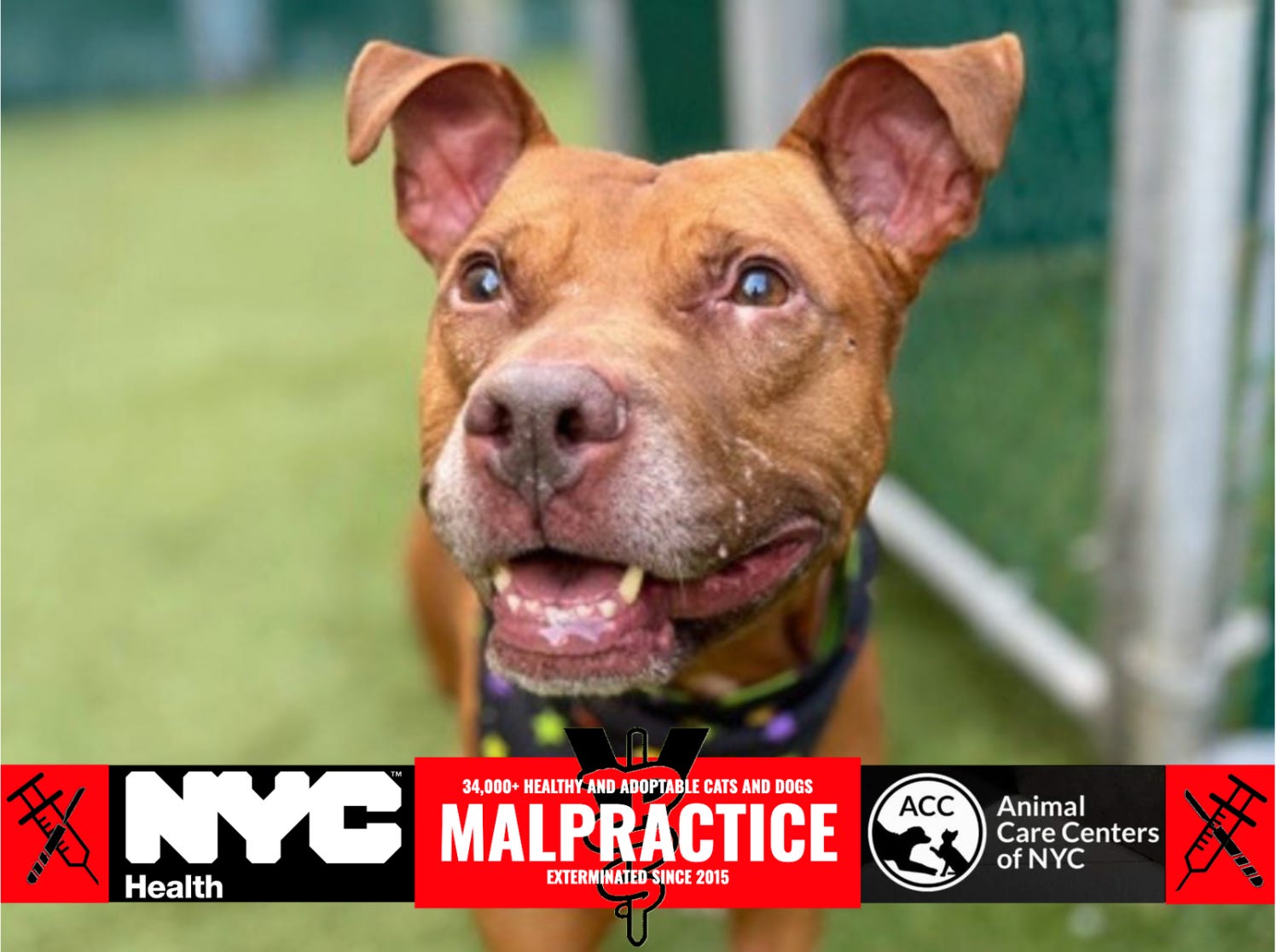 NYC DOH ACC Named a Dog “Ceiling Fan.” Then They Killed Him.