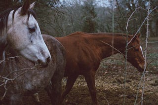 INTERLOPER | Alice Zoo | Substack