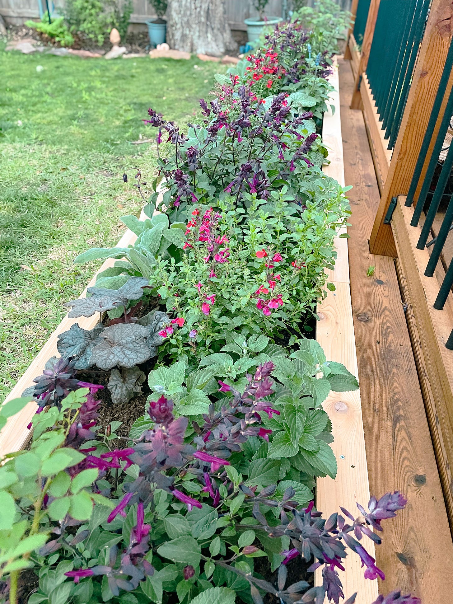 Top Reasons to Plant Salvias in Your Garden – Beauty, Resilience ...