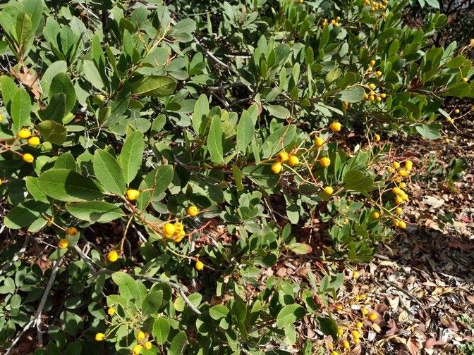 Toyon - The New World Christmas Berry - by Chris Bell