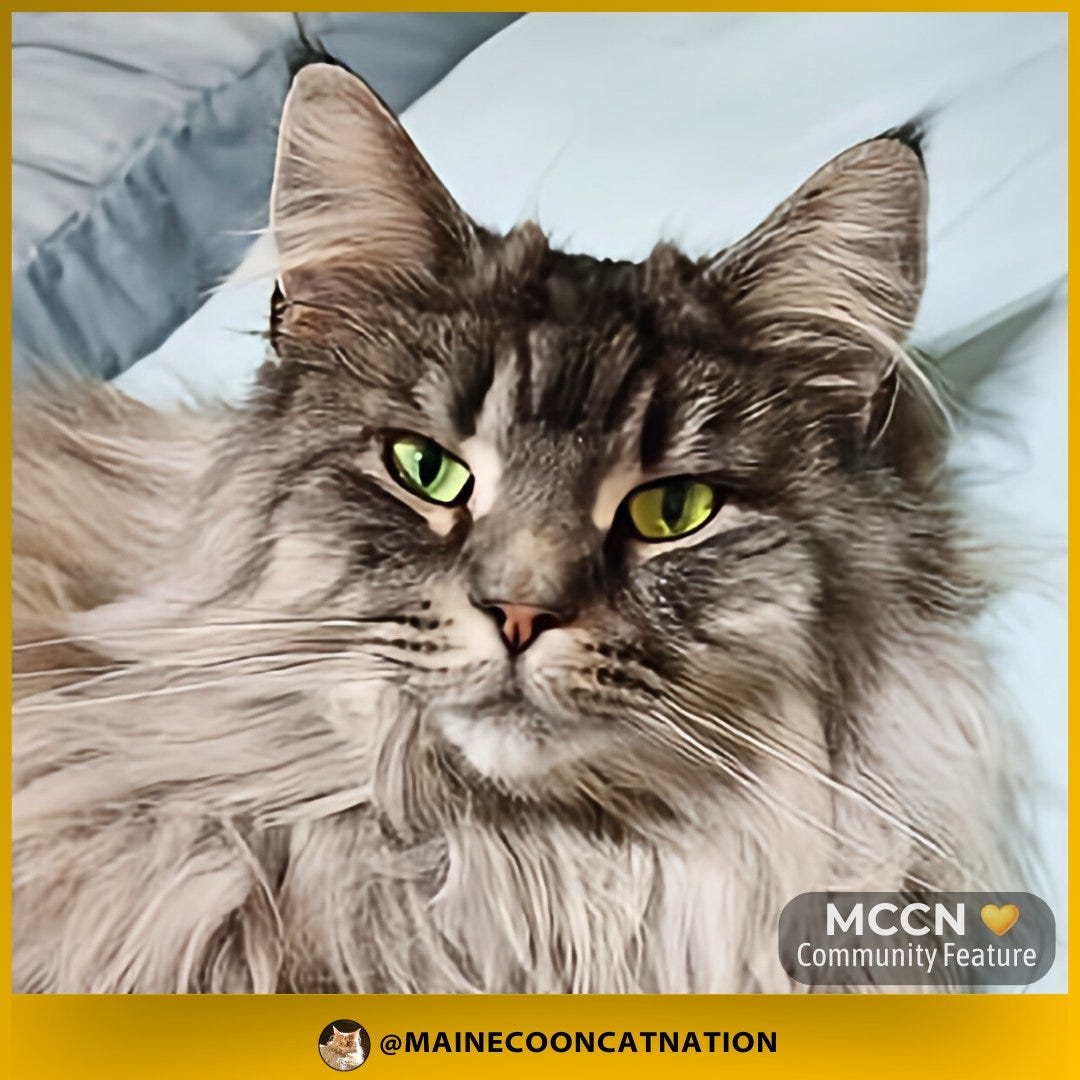 🐱 What is Your Coonie Thankful For? - The Maine Coon Blog