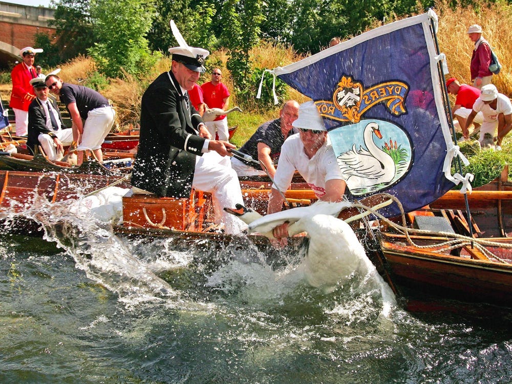 No, the King doesn't own all the swans in Britain