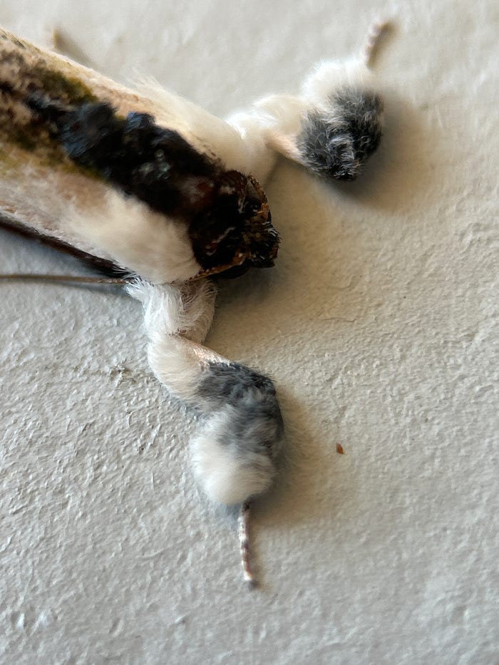 How Many Species Live in My Backyard? - by Adam Fritz