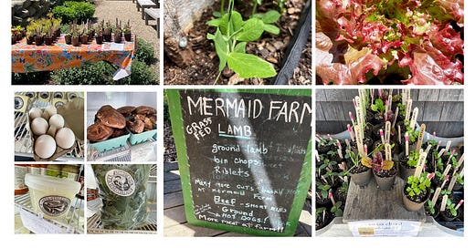 Cook the Vineyard | Substack