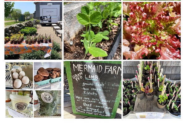 Cook the Vineyard | Substack