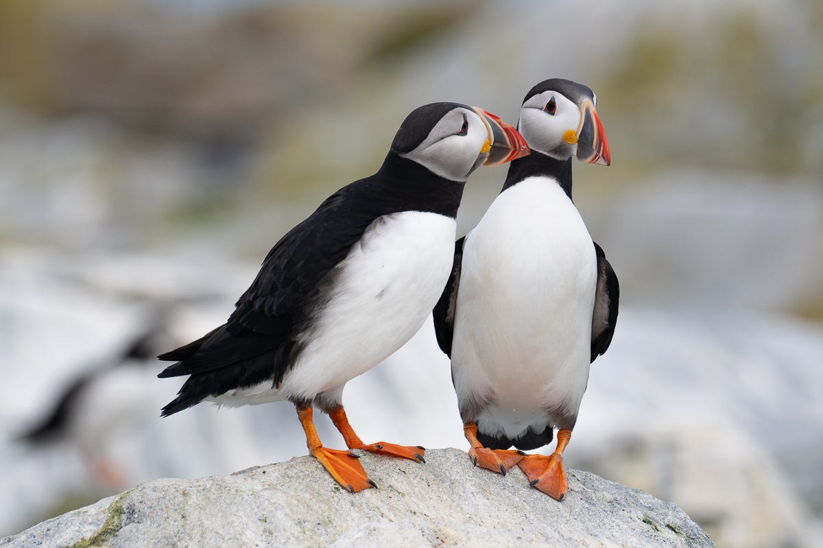 The Puffins of Machias Seal Island - by Heather Moran