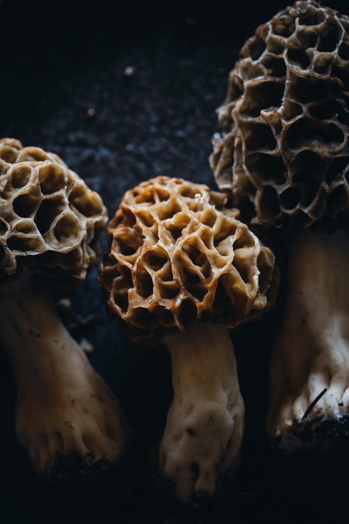 MORCHELLA, THE TRUE MORELS - by Everyday Kitchen Magic