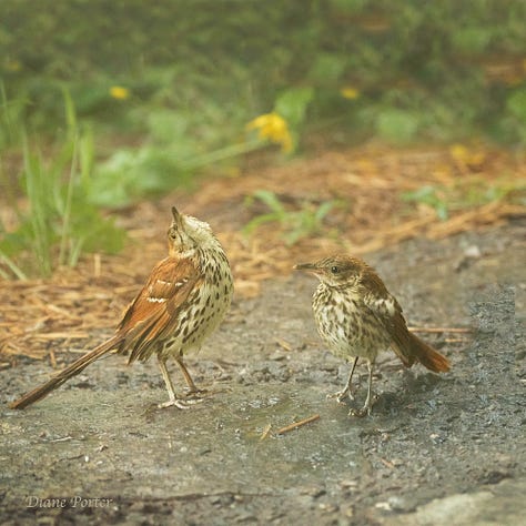 brown thrasher uk