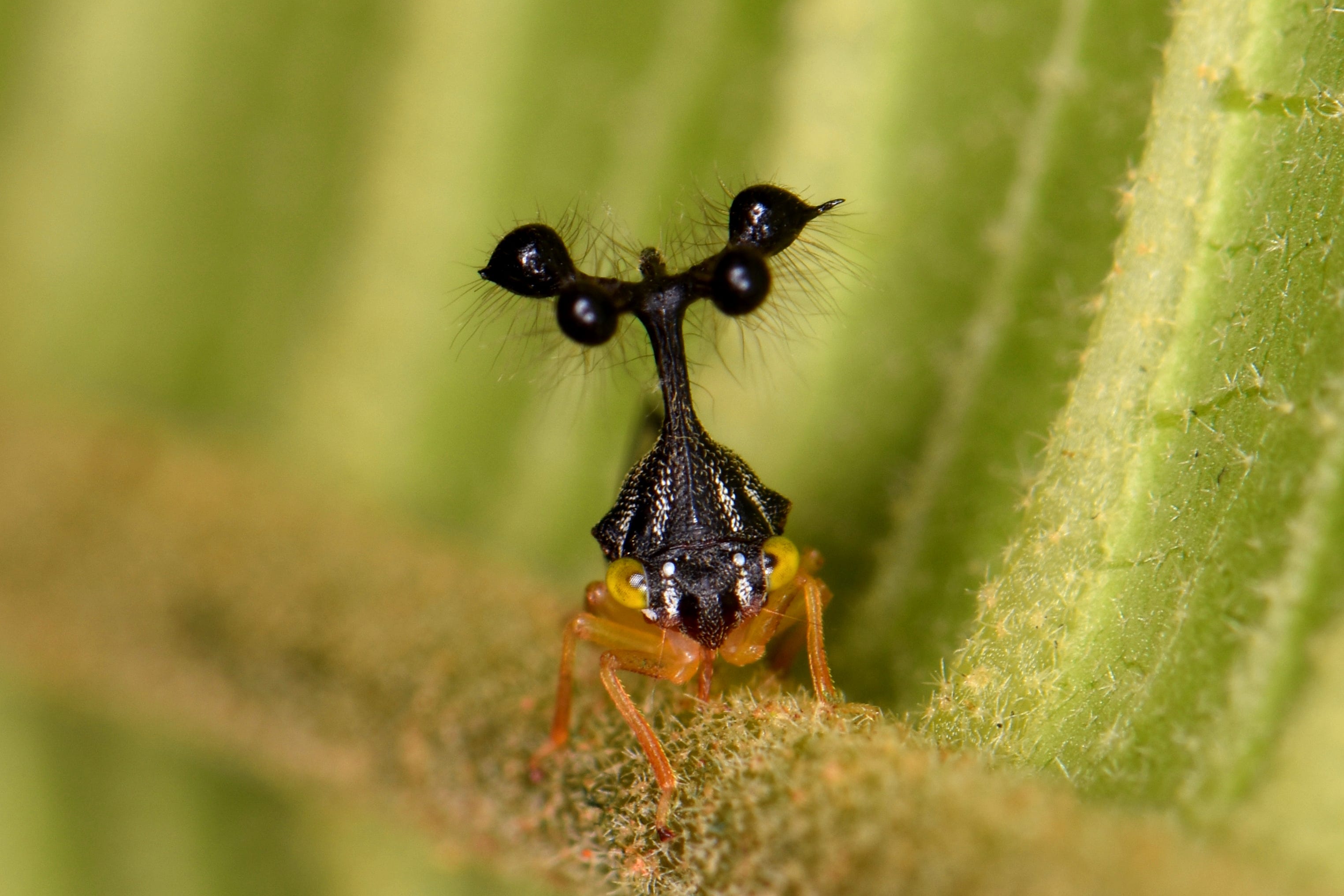 Why Do Treehoppers Have Such Bizarro Body Shapes?