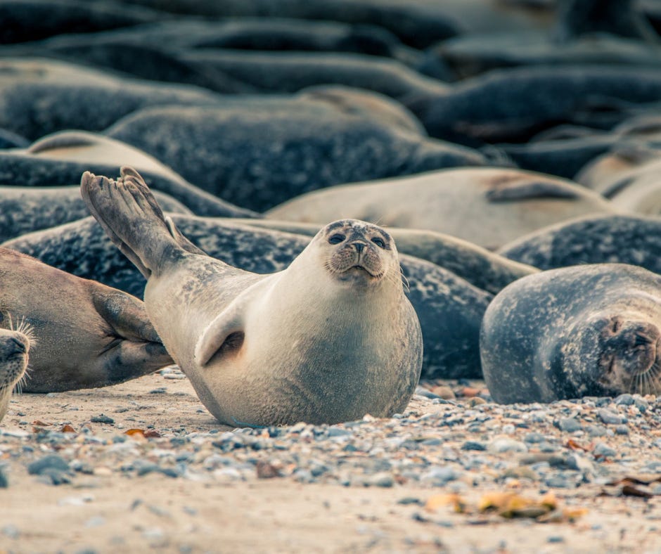 Saving Seals: How The Human World Negatively Impacts Seals