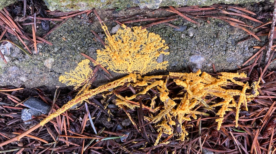 Slime Molds - by David B. Williams