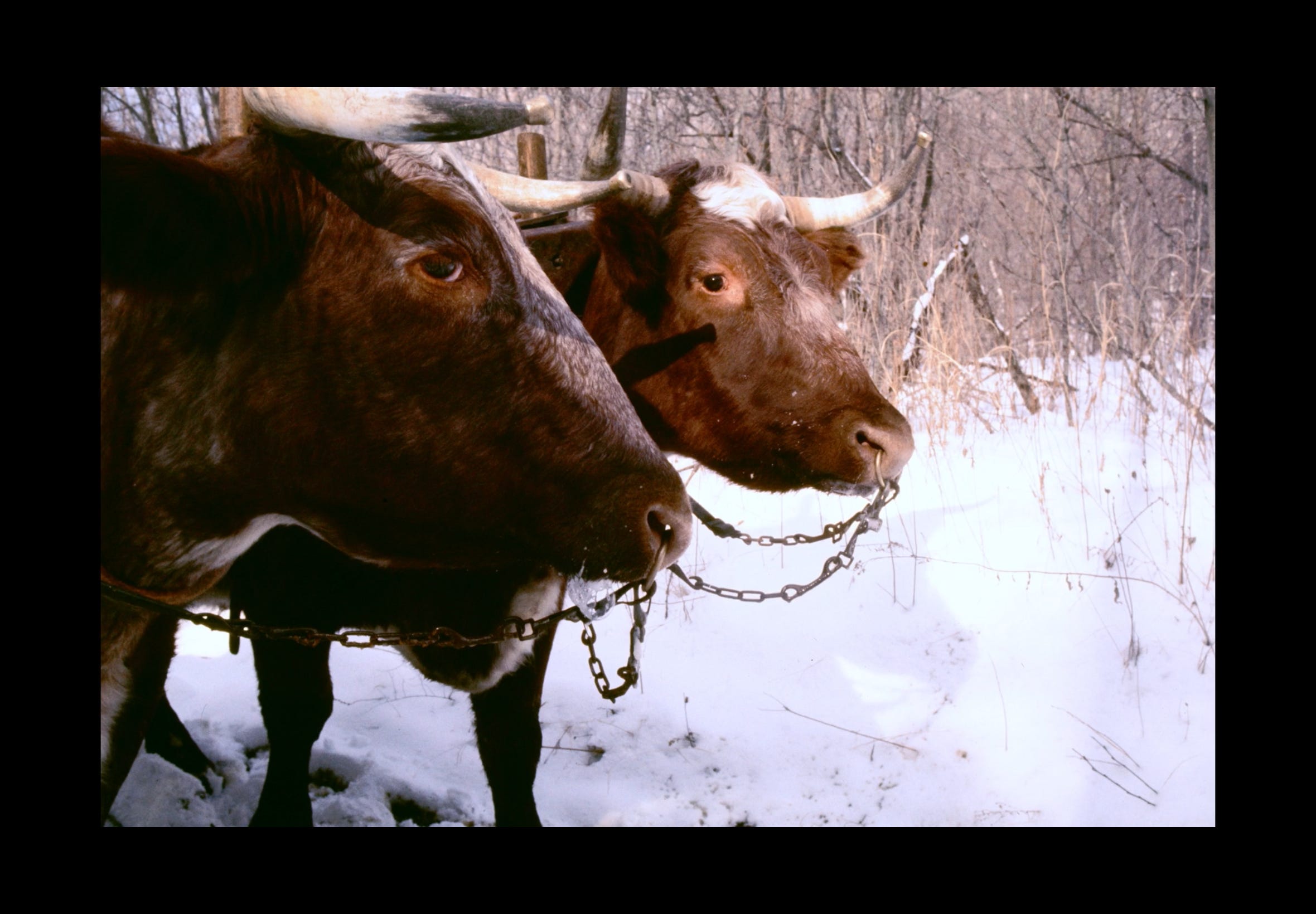 On the Road With Henry Knox: A Winter Story That Still Matters