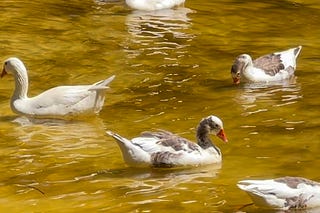 Coyote Swan | Kerrilynn Pamer | Substack