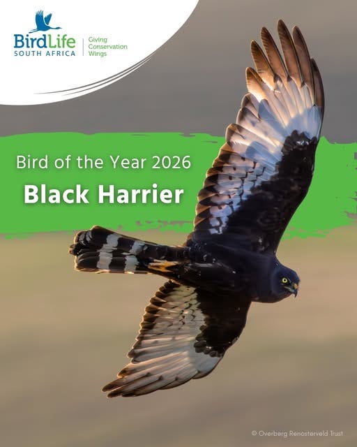 South Africa's 2026 Bird of the Year - by Cheryl King