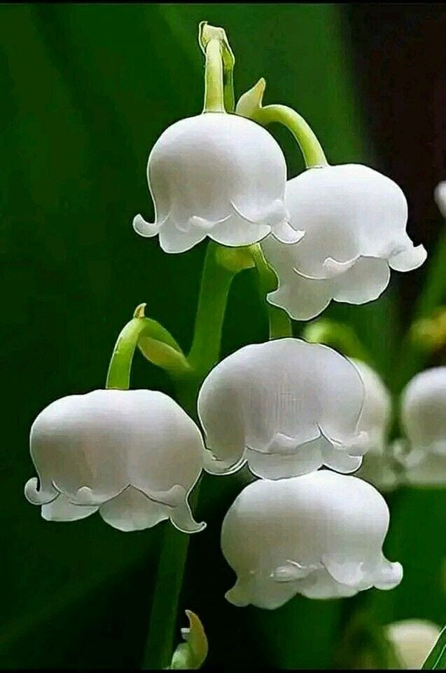 Judith Hannah Weiss (@judithhannahweiss1): "Lillies of the valley are ...