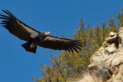 condor numbers
