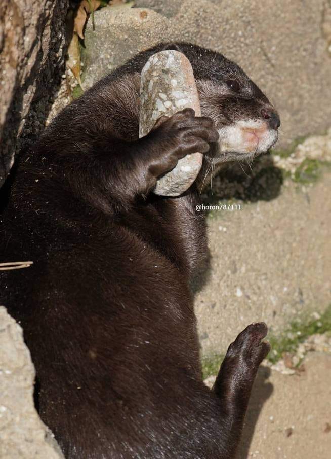 In Otter News (@inotternews): "Steve takes an important business call ...