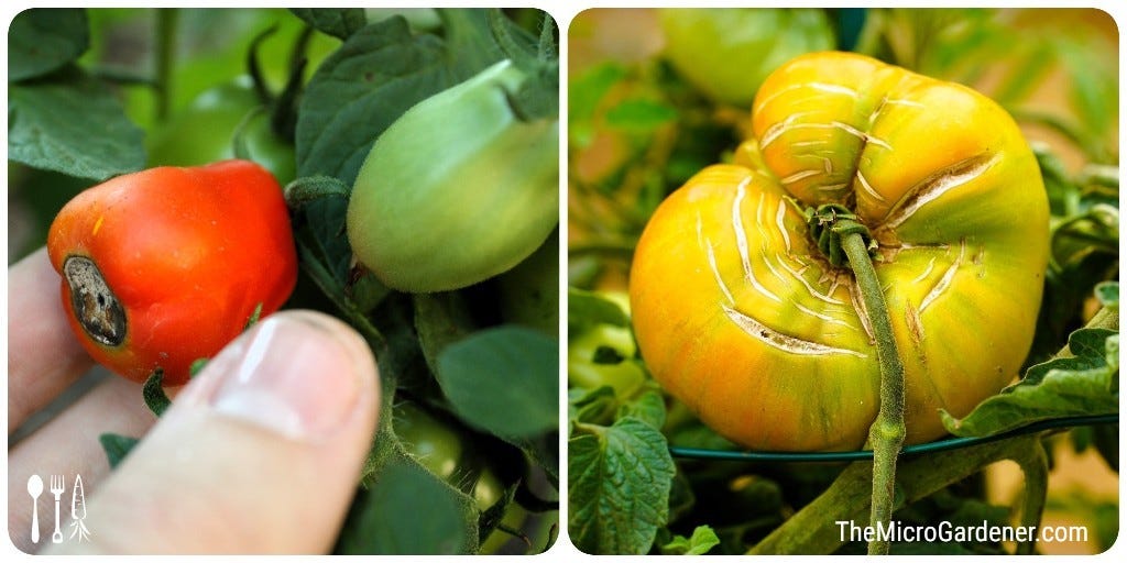 Easy Ways You Can Overcome Tomato Troubles