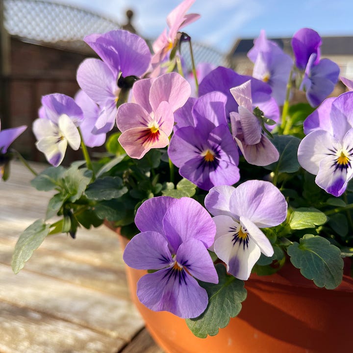 what do violas symbolize