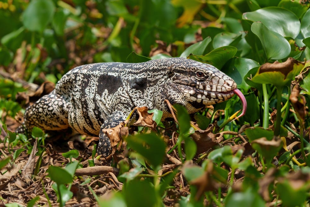 Ancient Goblin Lizard Shocks Scientists