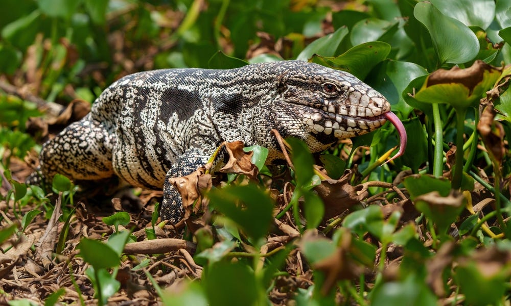 Ancient Goblin Lizard Shocks Scientists