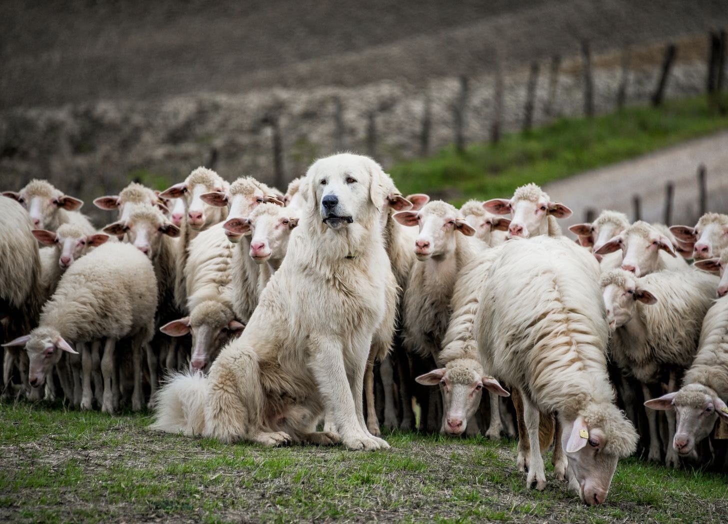 Three Types: Sheep, Wolves, and Sheepdogs