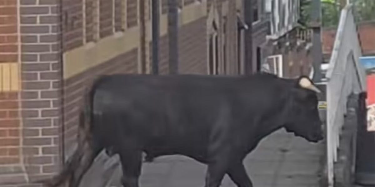 This bull escaped a slaughterhouse, now he’s safe forever
