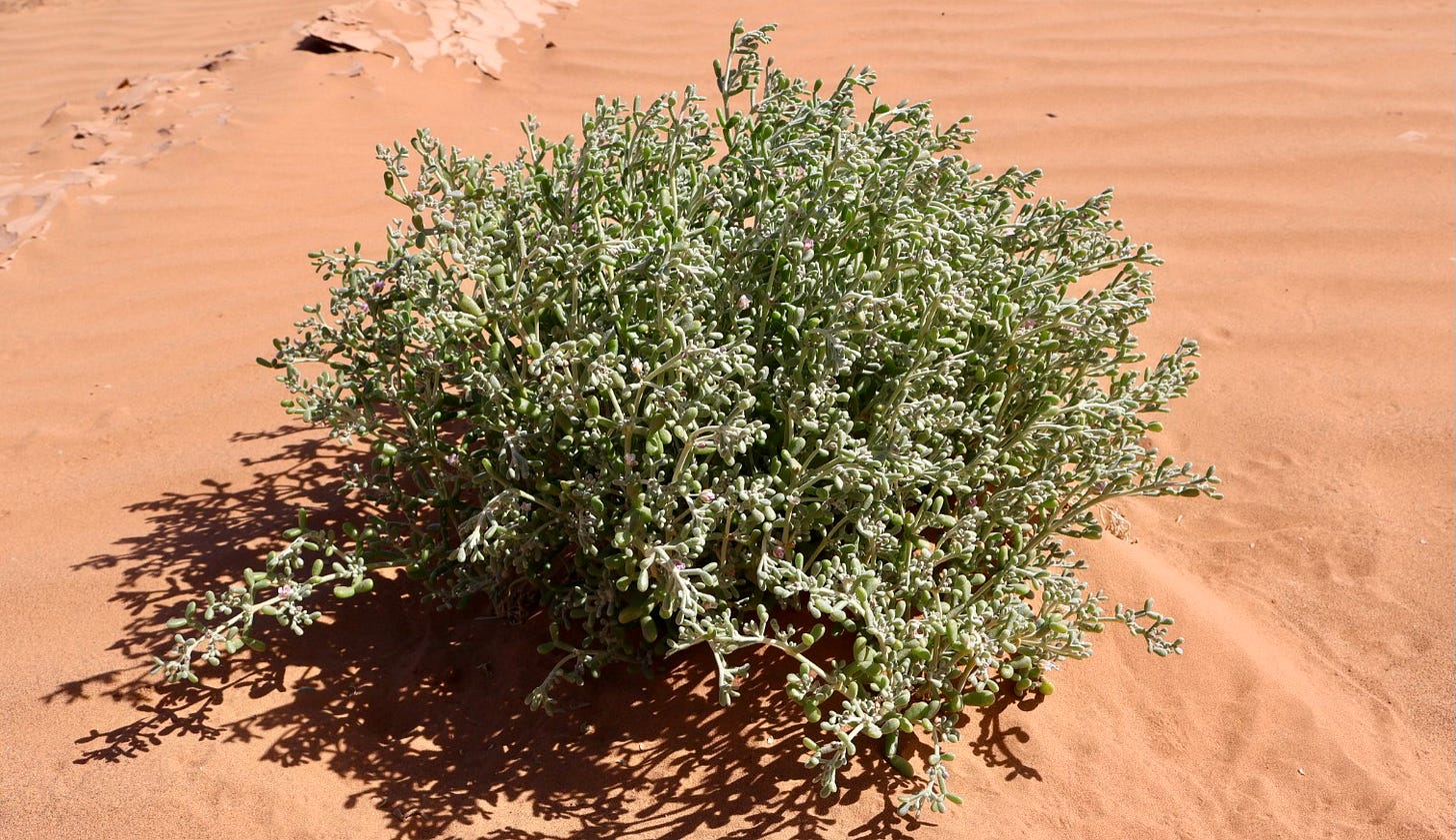 Desert Plants of Morocco: Fascinating Flora of the Sahara