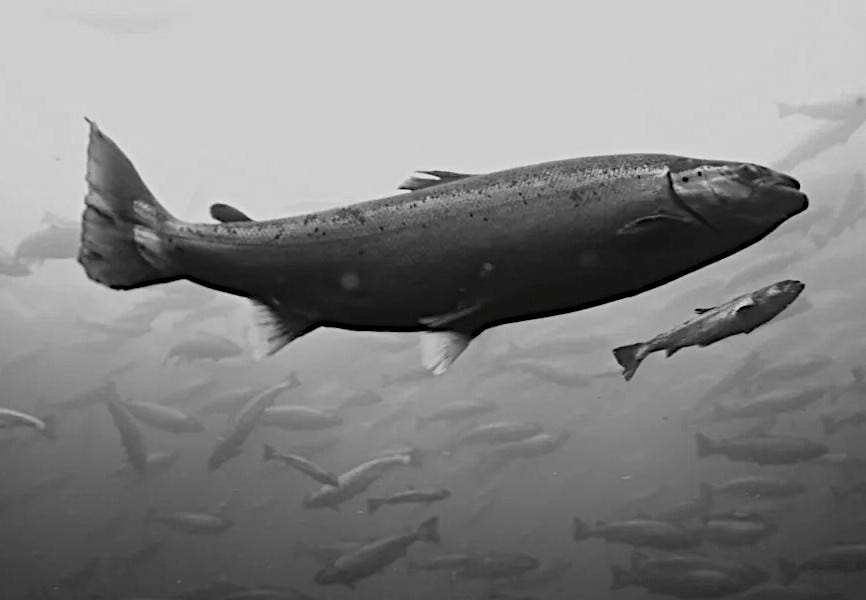 A Primer on Salmon Farming with Nick Longhurst of Marathon Asset Management