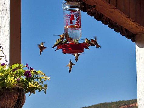 A Hummingbird Fable, - by Jessica Rath