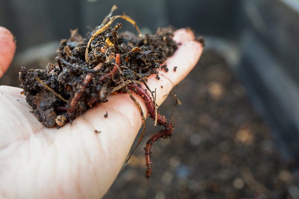 Toad and Sage | Amy Prentice | Substack